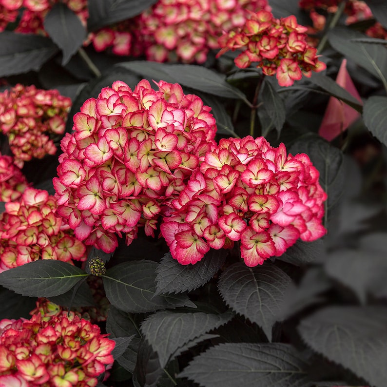 Eclipse ® Bigleaf Hydrangea | Hydrangea M. 'bailmacseven' PP34,544, UPP ...