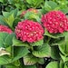 Cherry-go-round™ Reblooming Hydrangea | Red Hydrangea | Bloomin' Easy ...