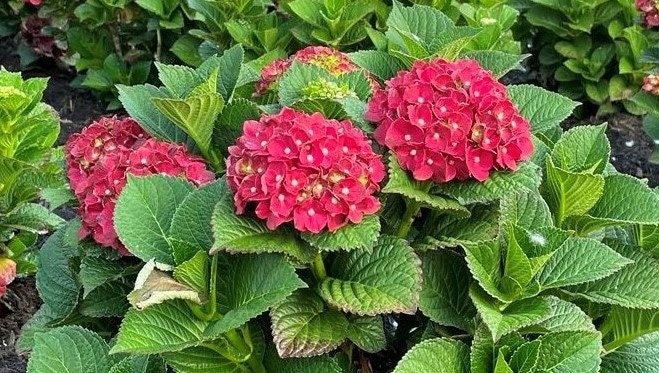 Cherry-go-round™ Reblooming Hydrangea | Red Hydrangea | Bloomin' Easy ...