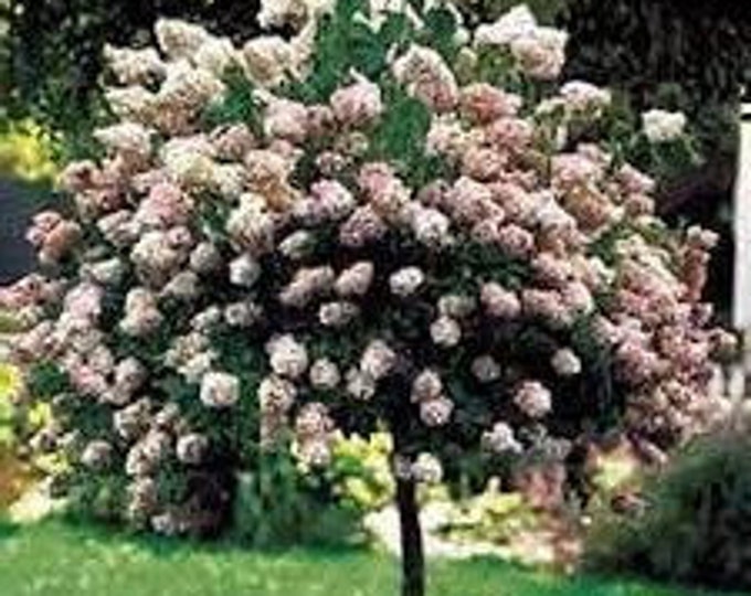 Pinky Winky® Hydrangea Tree Hydrangea Paniculata 'DVP Pinky' PP 16,166 ...