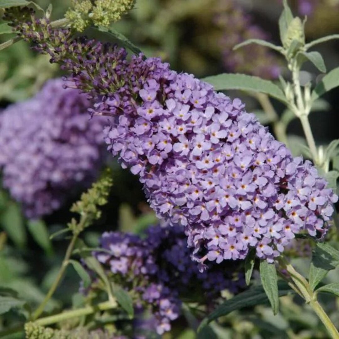 Sky Blue Butterfly Bush | Buzz™ Buddleia Davidii 'tobud0615' PP #23,461 ...