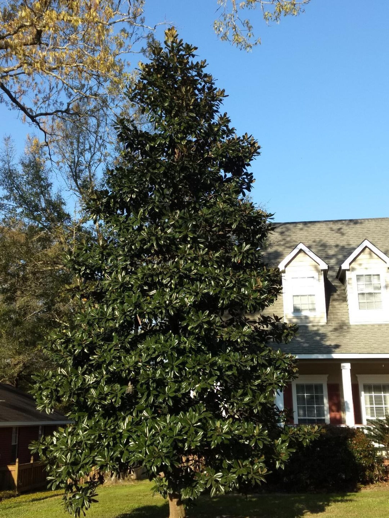 Little Gem Magnolia Tree Magnolia Grandiflora 1 Gallon or - Etsy