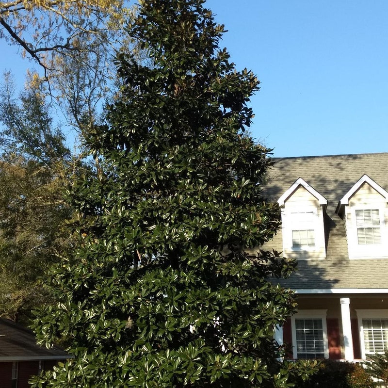 Magnolia Tree - Etsy