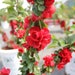 Petite Red Knockout Rose Rosa 'meibenbino' Quart Plant Free Shipping - Etsy
