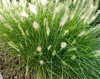 1 Ounce 10000 Seeds Indian Ricegrass Rice Grass Ornamental - Etsy