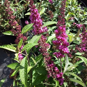 Hot Raspberry Butterfly Bush | Buddleia Buzz 'hot Raspberry | Quart ...