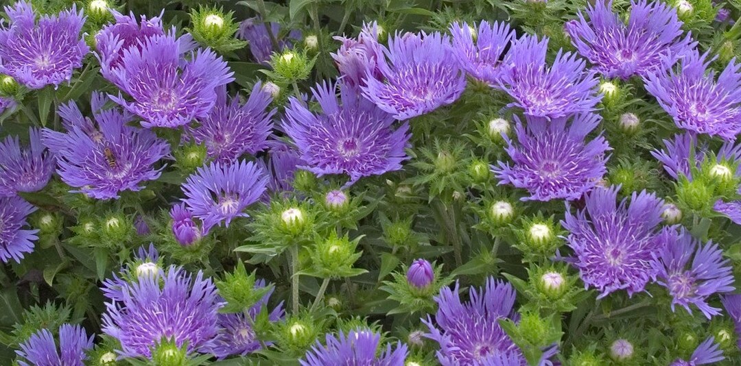 Peachie's Pick Stokes' Aster | Stokesia Hybrid | 1 Gallon Plant | - Etsy