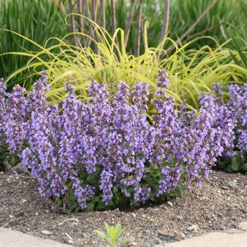 Catmint Plant - Etsy