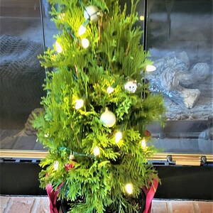 Christmas Tree Live | Private Jet Arborvitae| 1 & 2 Gallon Trees | Free ...