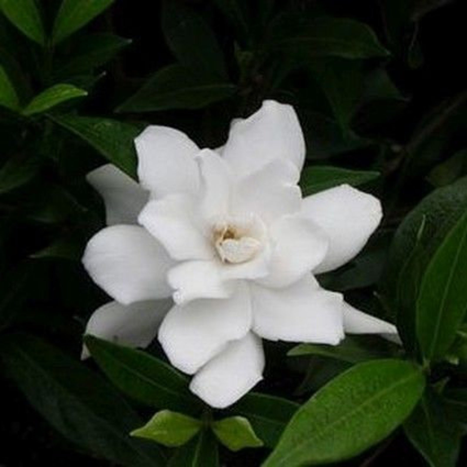 Gardenia frost Proof Hardy Gardenia Quart and - Etsy