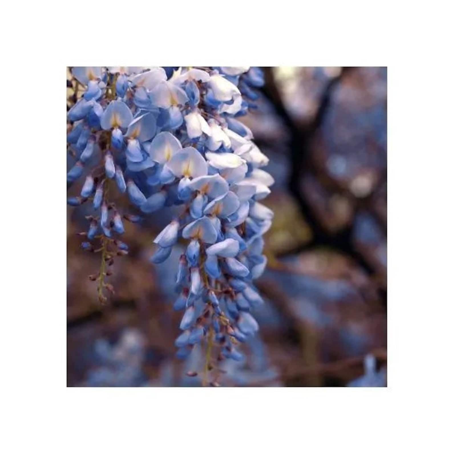 Wisteria Tree | Blue Wisteria Tree | Wisteria S. 'blue Wisteria' - Etsy