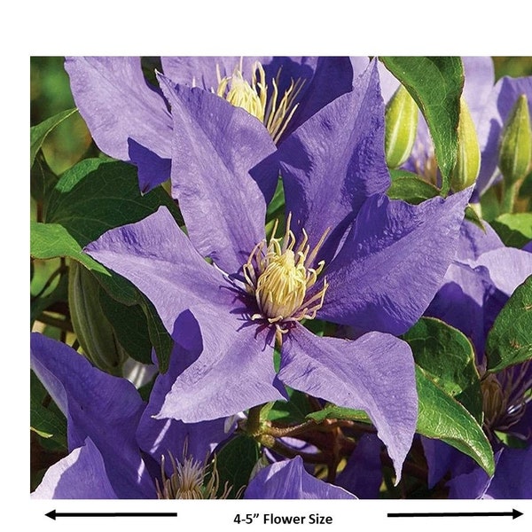 Clematis - Etsy