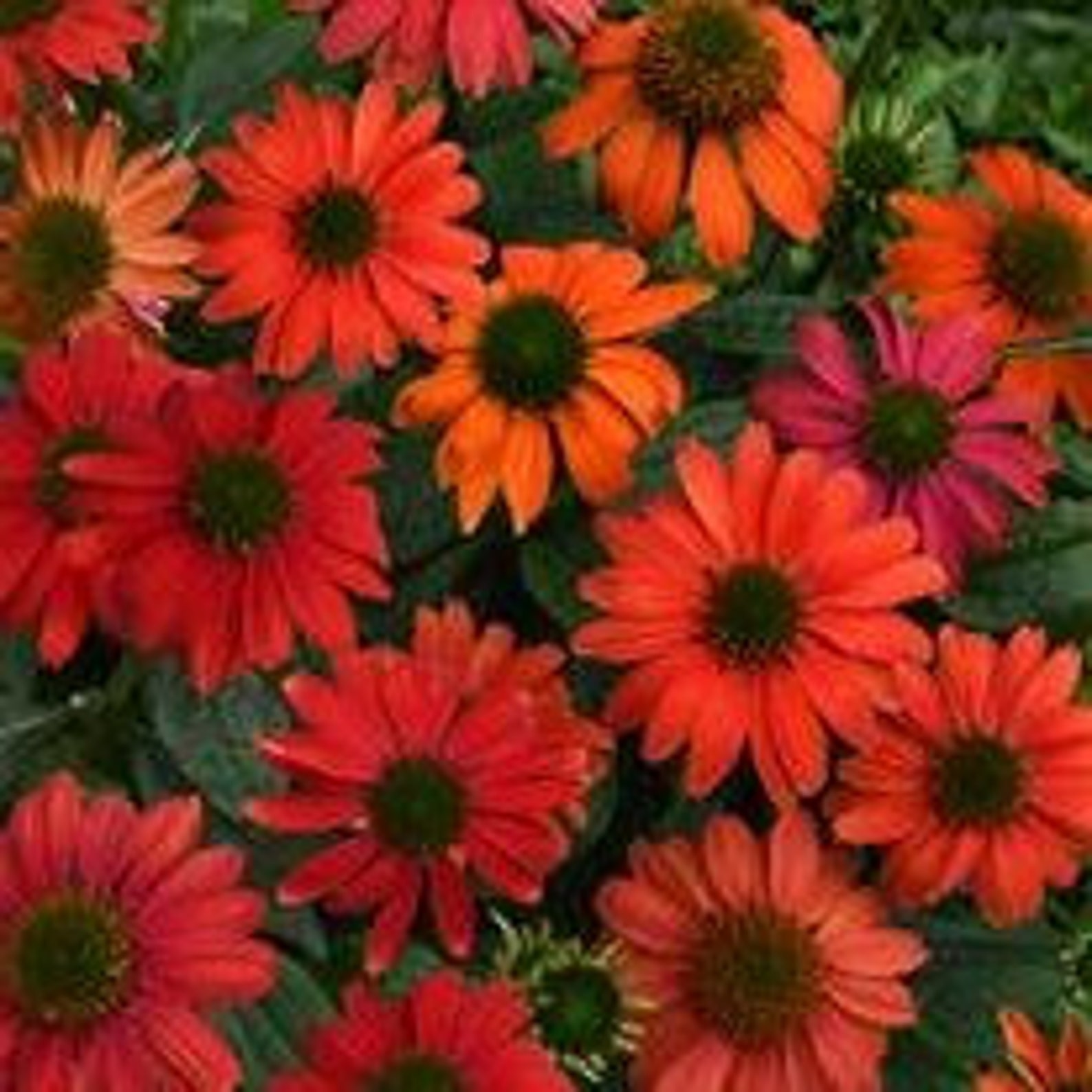 Artisan Red Ombre Coneflower Echinacea X Hybrid Artisan Red - Etsy