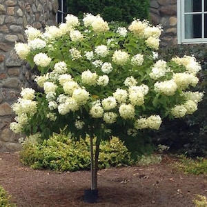 White Tree Form Hydrangea | Phantom Hydrangea | Hydrangea Paniculata ...