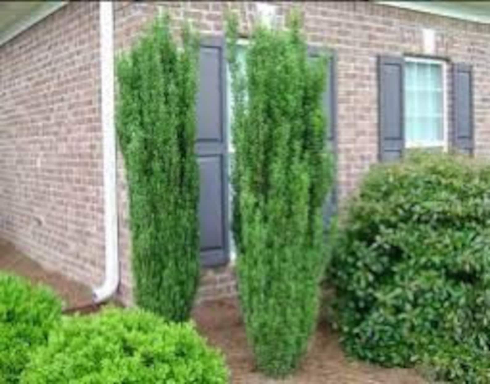 Sky Pencil Holly | Ilex Crenata | Columnar Evergreen Shrub - Etsy