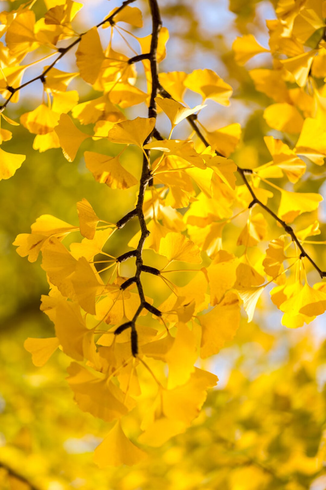 Ginkgo Tree (male) | Gingko Biloba | Maidenhair Tree | Quart, 1 & 3 ...