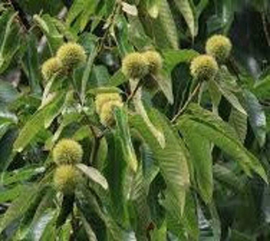 Chinese Chestnut Tree | Castanea Mollissima - Etsy