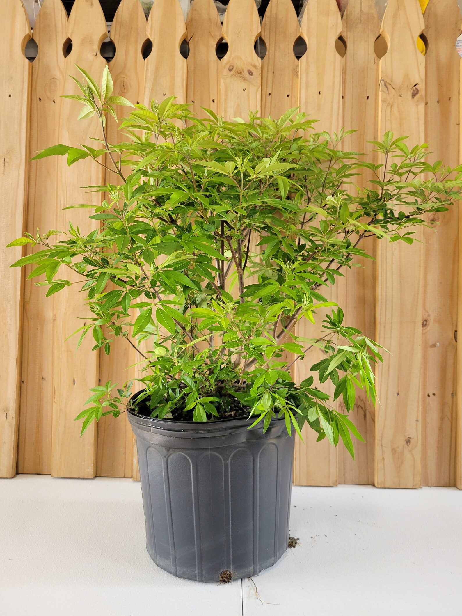 Chaste Tree Vitex Angus Castus 'shoal Creek' QT 1 - Etsy