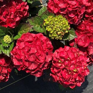 Cherry-go-round™ Reblooming Hydrangea | Red Hydrangea | Bloomin' Easy Brand® | No State Shipping ...