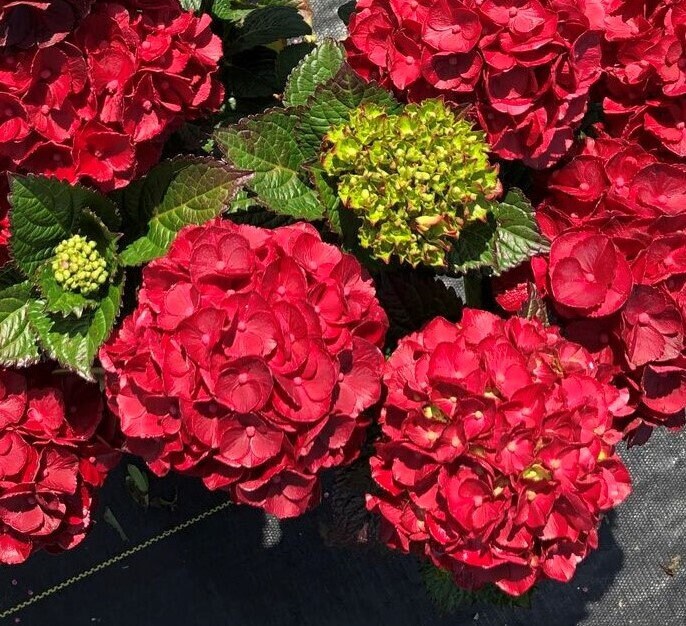 Cherry-go-round™ Reblooming Hydrangea | Red Hydrangea | Bloomin' Easy ...