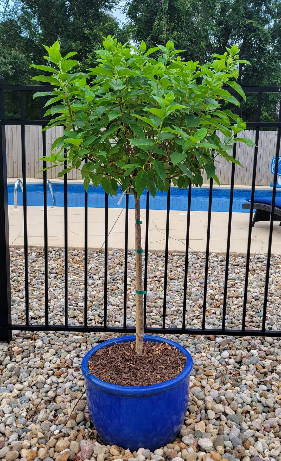 White Tree Form Hydrangea Phantom Hydrangea Hydrangea Paniculata ...