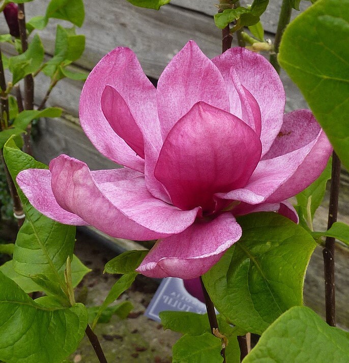 Genie Magnolia Magnolia X 'genie' PP 20,748 2 Gallon Plant Free Ground ...