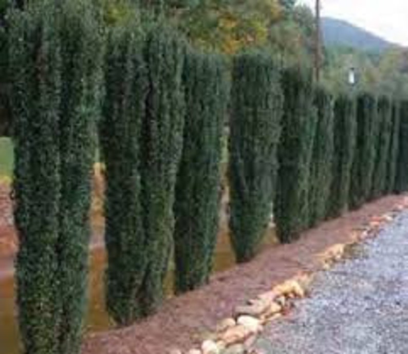 Sky Pencil Holly | Ilex Crenata | Columnar Evergreen Shrub - Etsy