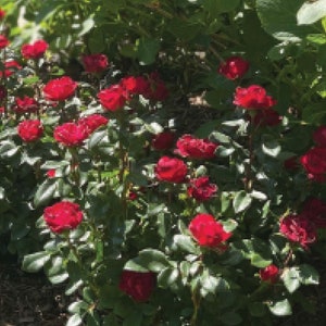 Petite Red Knockout Rose | Rosa 'meibenbino' | Quart Plant | Free ...