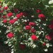 Petite Red Knockout Rose | Rosa 'meibenbino' | Quart Plant | Free ...