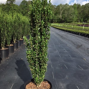 Sky Pencil Holly | Ilex Crenata | Columnar Evergreen Shrub - Etsy