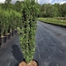 Sky Pencil Holly | Ilex Crenata | Columnar Evergreen Shrub - Etsy