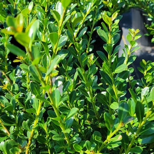 Compact Japanese Holly | Ilex Compacta | Quart & 3 Gallon Plant | Free ...