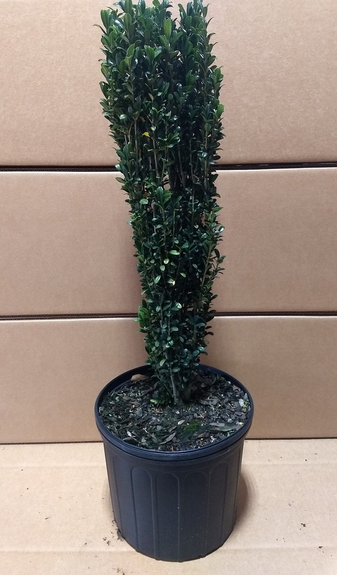 Sky Pencil Holly | Ilex Crenata | Columnar Evergreen Shrub - Etsy