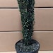 Sky Pencil Holly | Ilex Crenata | Columnar Evergreen Shrub - Etsy