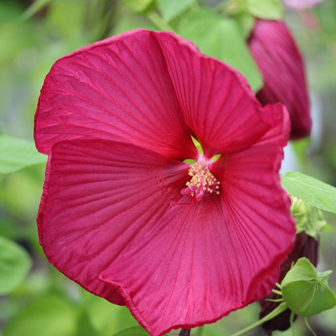 Luna Red Hardy Hibiscus | Hibiscus Moscheutos 'luna Red' PP# 16155 ...