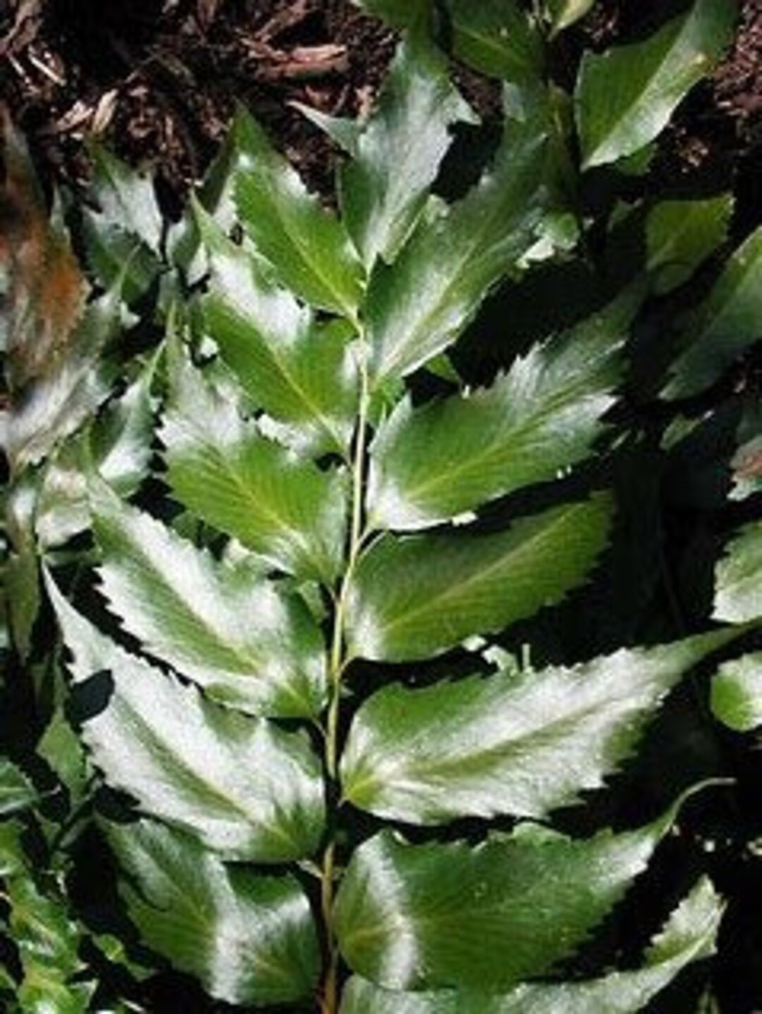 Holly Fern Plant |japanese Holly Fern | Cyrtomium Fortune 'holly Fern ...