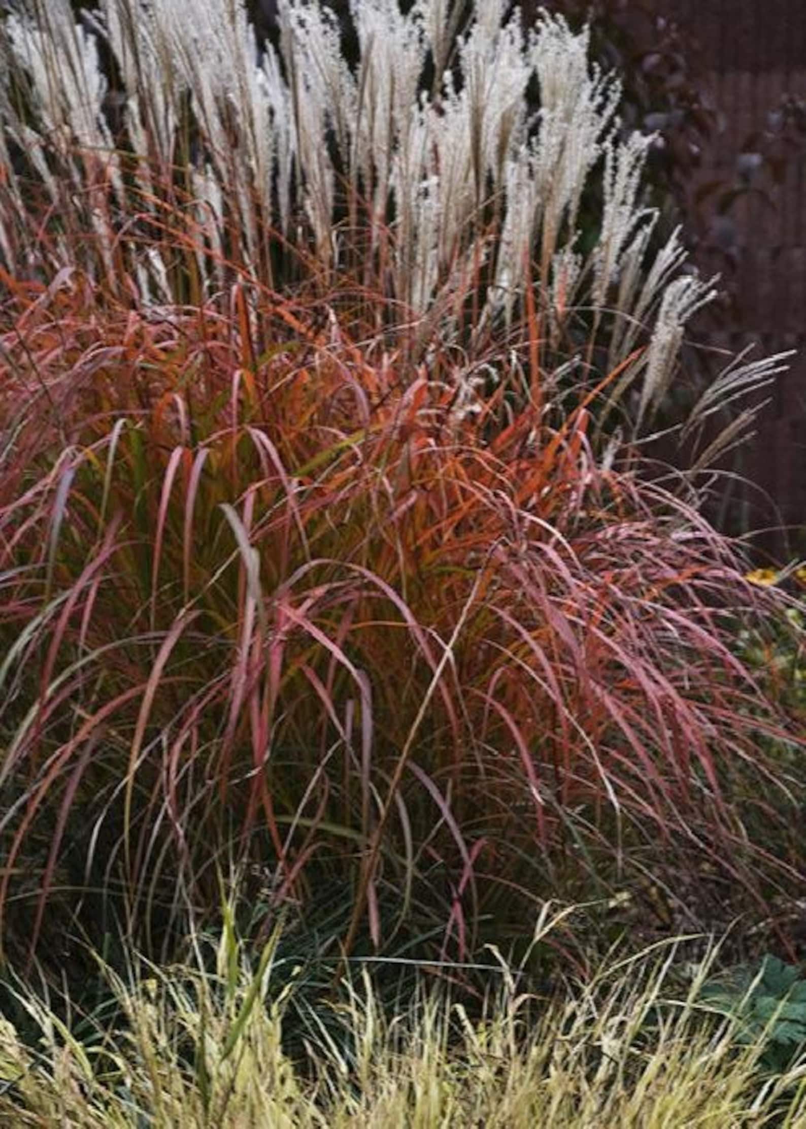 Surprising Fire Dragon Maiden Grass Images