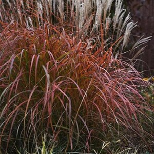 Fire Dragon Maiden Grass | Miscanthus Sinensis 'fire Dragon' | 2, 4 ...