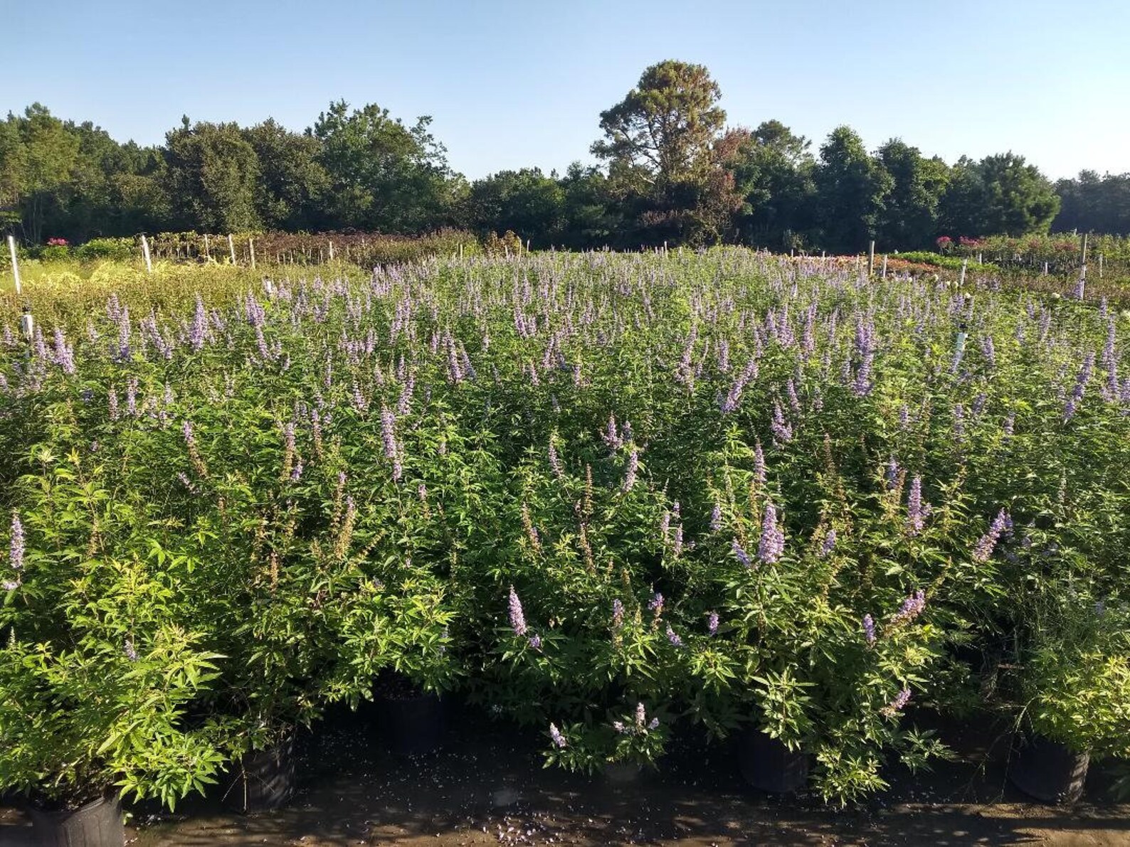 Chaste Tree Vitex Angus Castus 'shoal Creek' QT 1 - Etsy