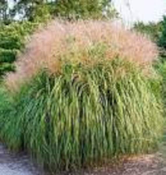 Miscanthus Sinensis Gracillimus