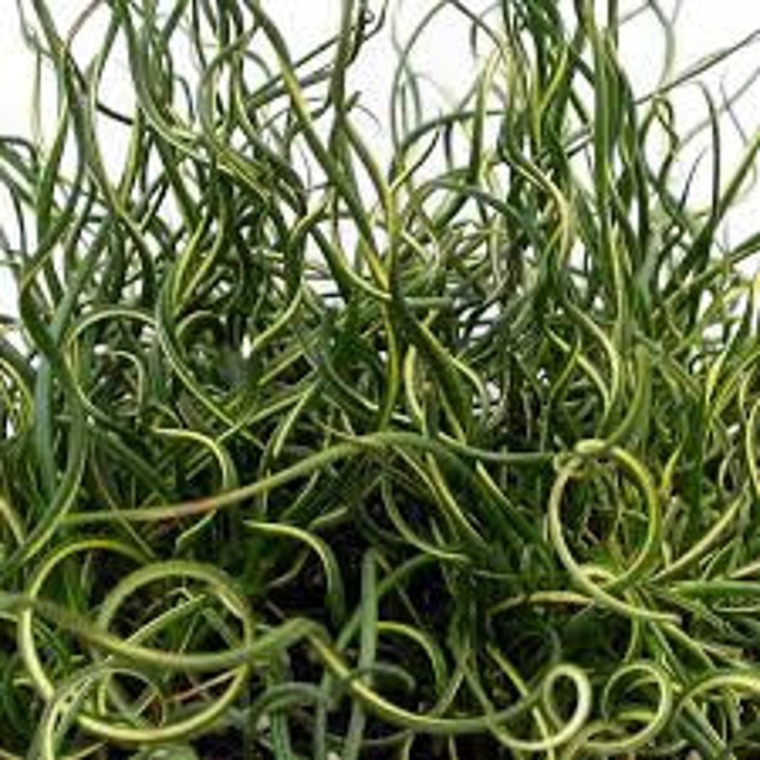 Corkscrew Rush Spiralis | Juncus Effusus ‘big Tweister’ | QT Container ...