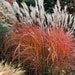 Fire Dragon Maiden Grass Miscanthus Sinensis 'fire Dragon' 2, 4, & 6 ...