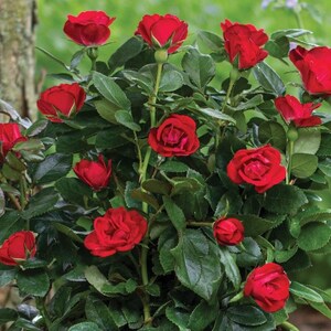 Petite Red Knockout Rose | Rosa 'meibenbino' | Quart Plant | Free ...