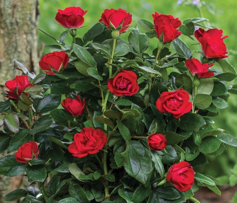 Petite Red Knockout Rose Rosa 'meibenbino' QT - Etsy