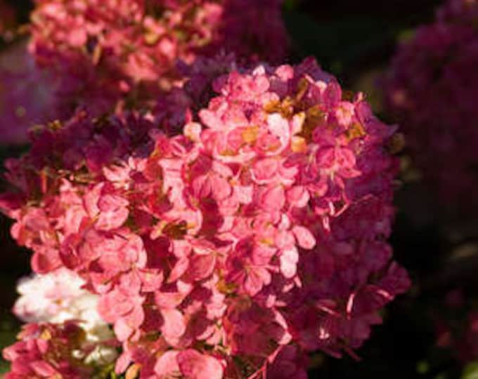 Pee Gee Hydrangea Paniculata Live Plant Perennial Shrub Etsy