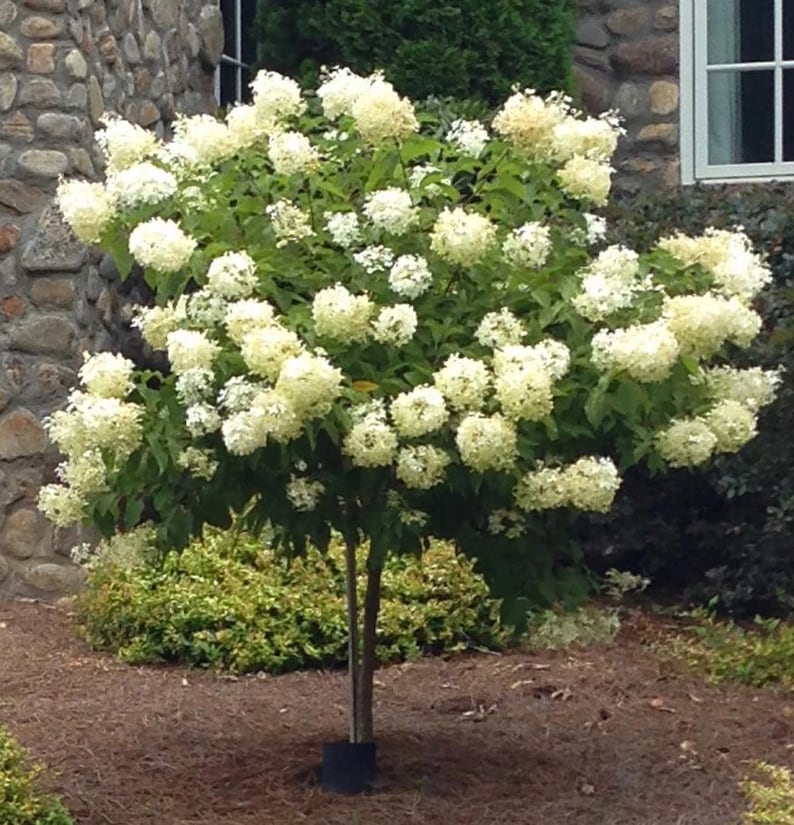 Limelight Hydrangea Tree | Panicle Hydrangea, Proven Winners - Etsy