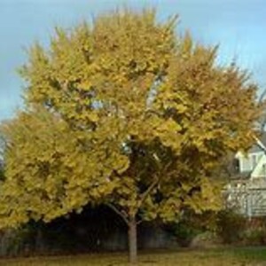 Bosque Elm® Tree Ulmus Parvifolia UOMTF' 5 Gallon Tree Free Shipping - Etsy