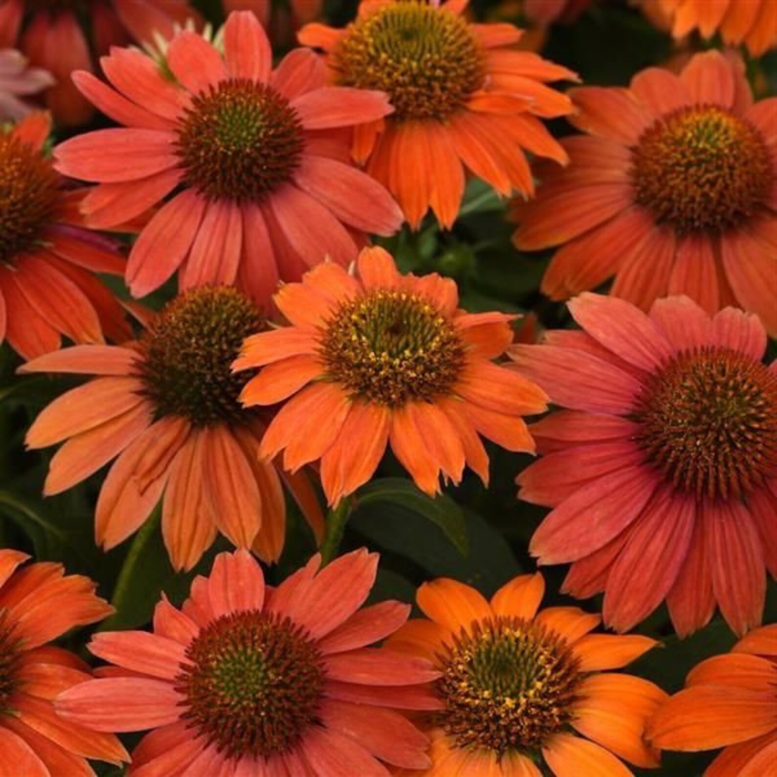 Artisan Red Ombre Coneflower Echinacea X Hybrid Artisan Red - Etsy