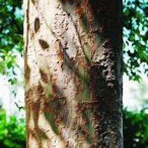 Bosque Elm® Tree Ulmus Parvifolia UOMTF' 5 Gallon Tree Free Shipping - Etsy