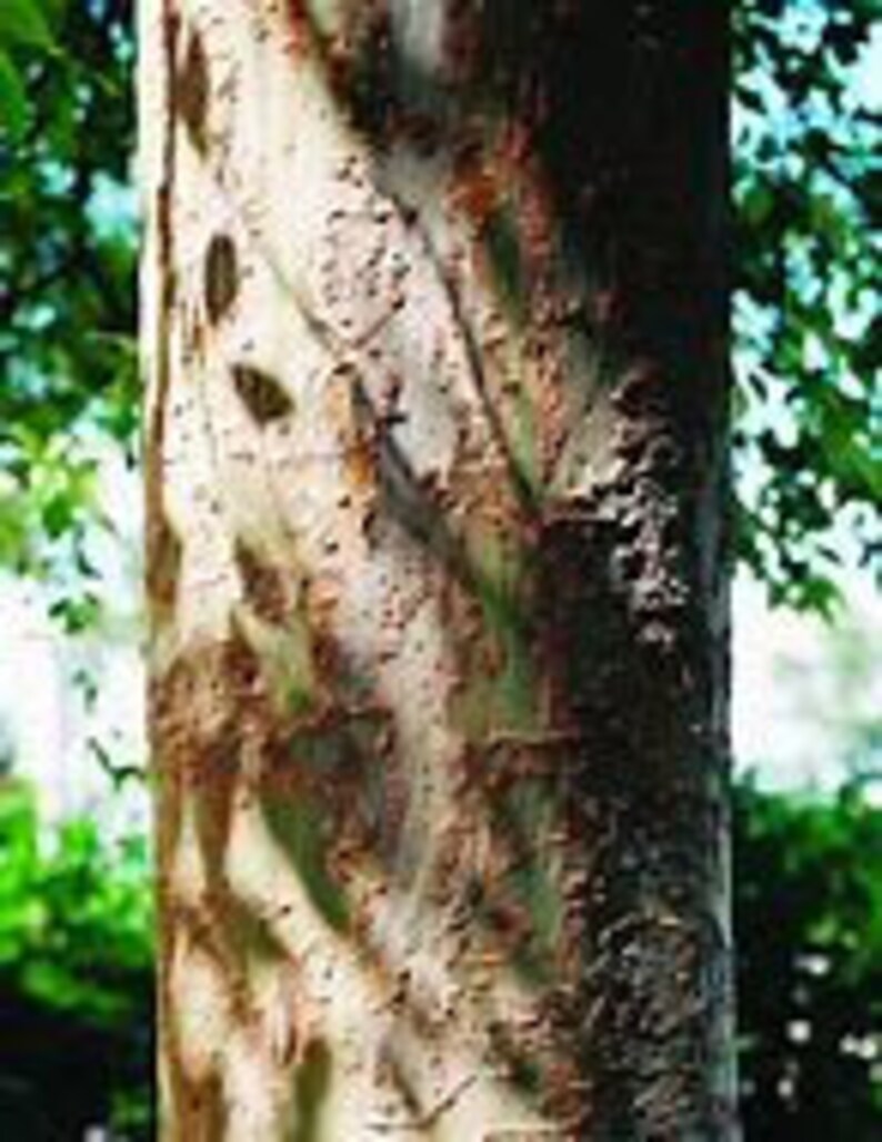 Bosque Elm® Tree Ulmus Parvifolia UOMTF' - Etsy